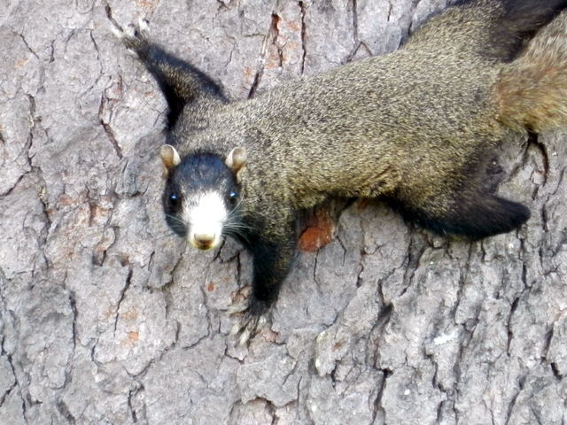 Blue Country Magic: Masked Face Fox Squirrel