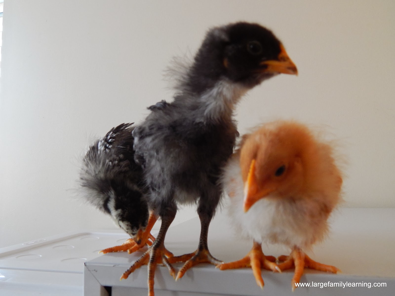 Large Family Learning : Raising Baby Chicks: 2 Weeks Old (Part 1)