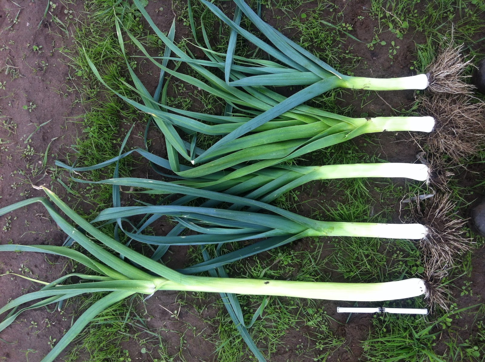 Fortidens frø - fremtidens mad: Porre porre porre..