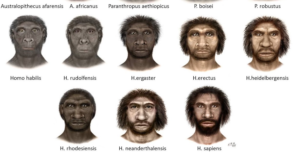 Ταξίδια του νου...: Η εξέλιξη του ανθρώπινου είδους... Από τον ...