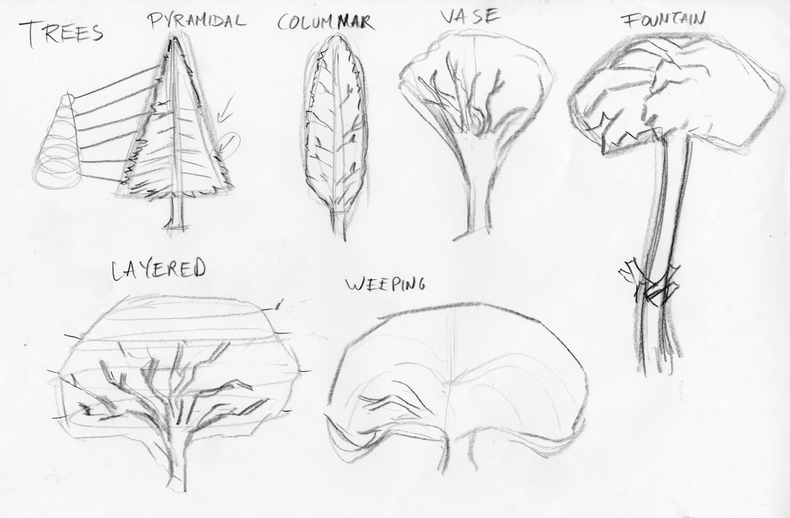 imagetalker-Dove.: Drawing Trees!