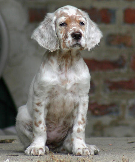 Everything about your English Setter - Luv My Dogs