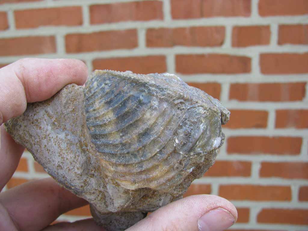 Views of the Mahantango: A trio of Trigonia from France