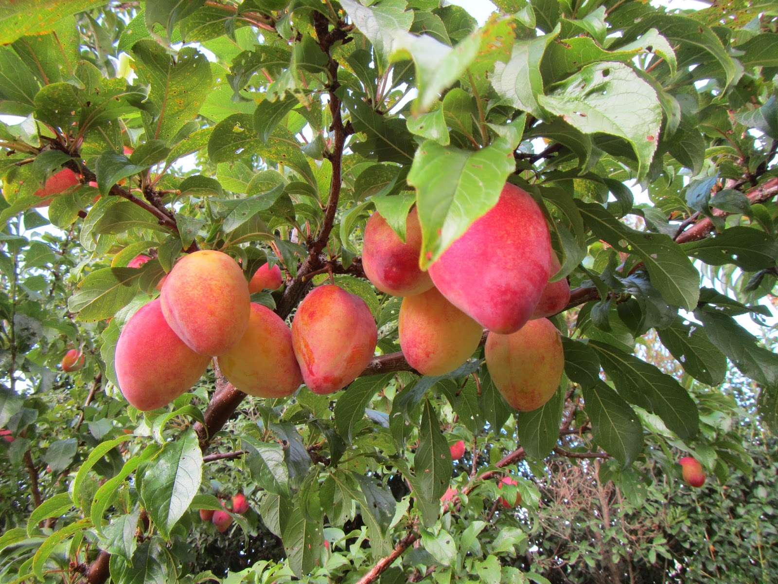 cabbage tree farm: Plums!