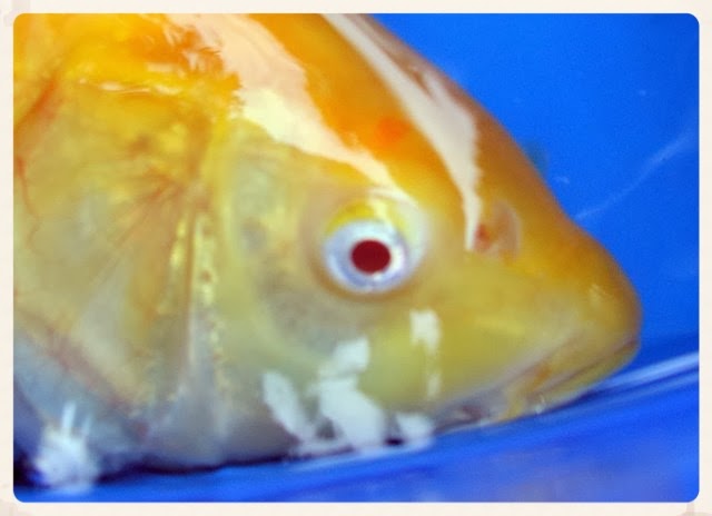 El blog de Mikcg: Las 26 variedades de kois: El Kigoi