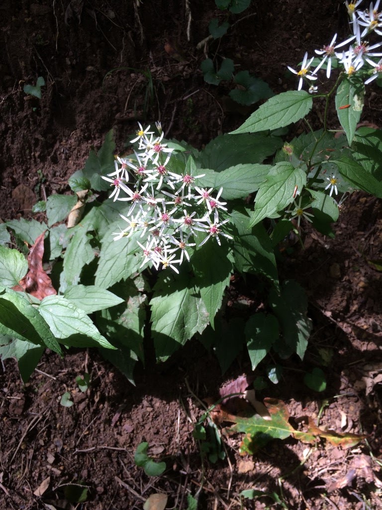 West Virginia Native Wildflowers-The Big Year, 2013: West Virginia ...