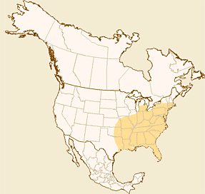 Spicebush Swallowtail Caterpillars