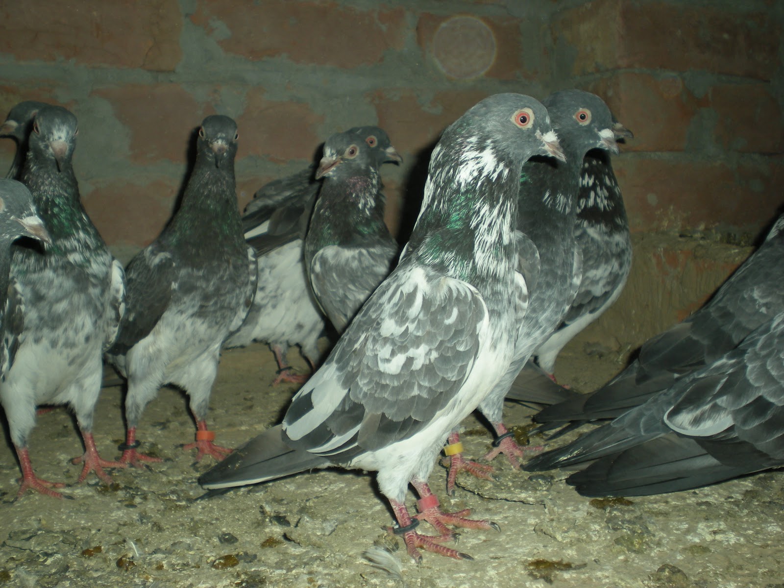 Pigeons | Kabootar Baaz | Pigeons Photos: Pakistani tipplers pictures