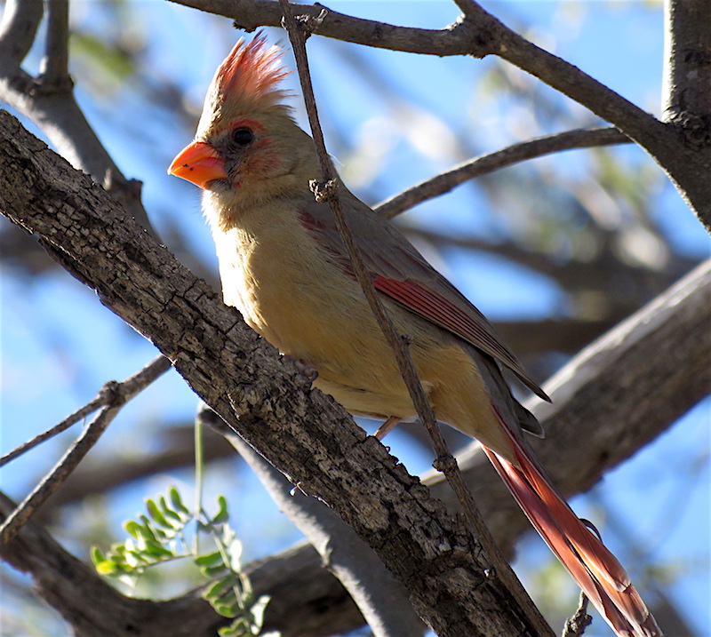 Birdernaturalist: A Third Visit With Mr. Nutting