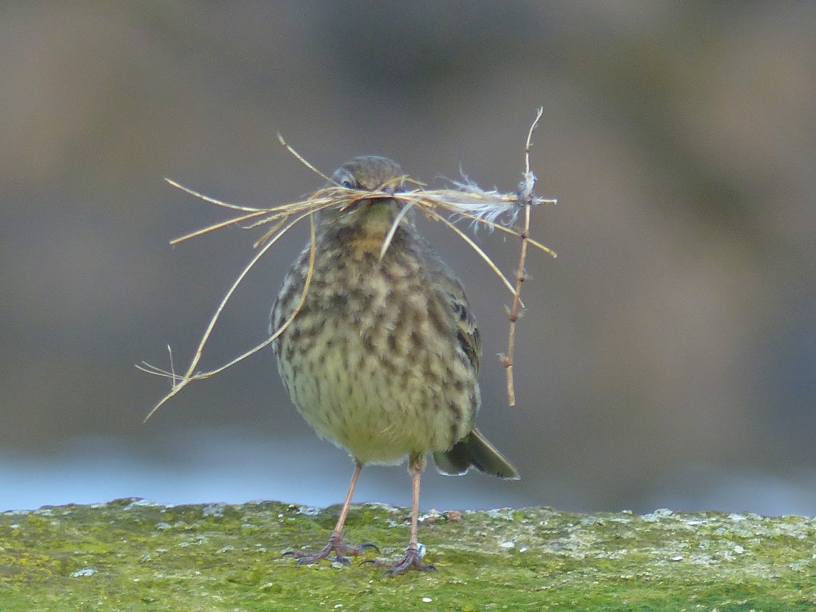 Birding For Pleasure: WILD BIRD WEDNESDAY