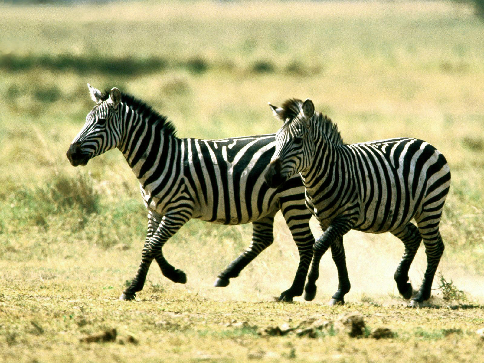 Top 20 Most Cute And Dashing Zebra Wallpapers In HD