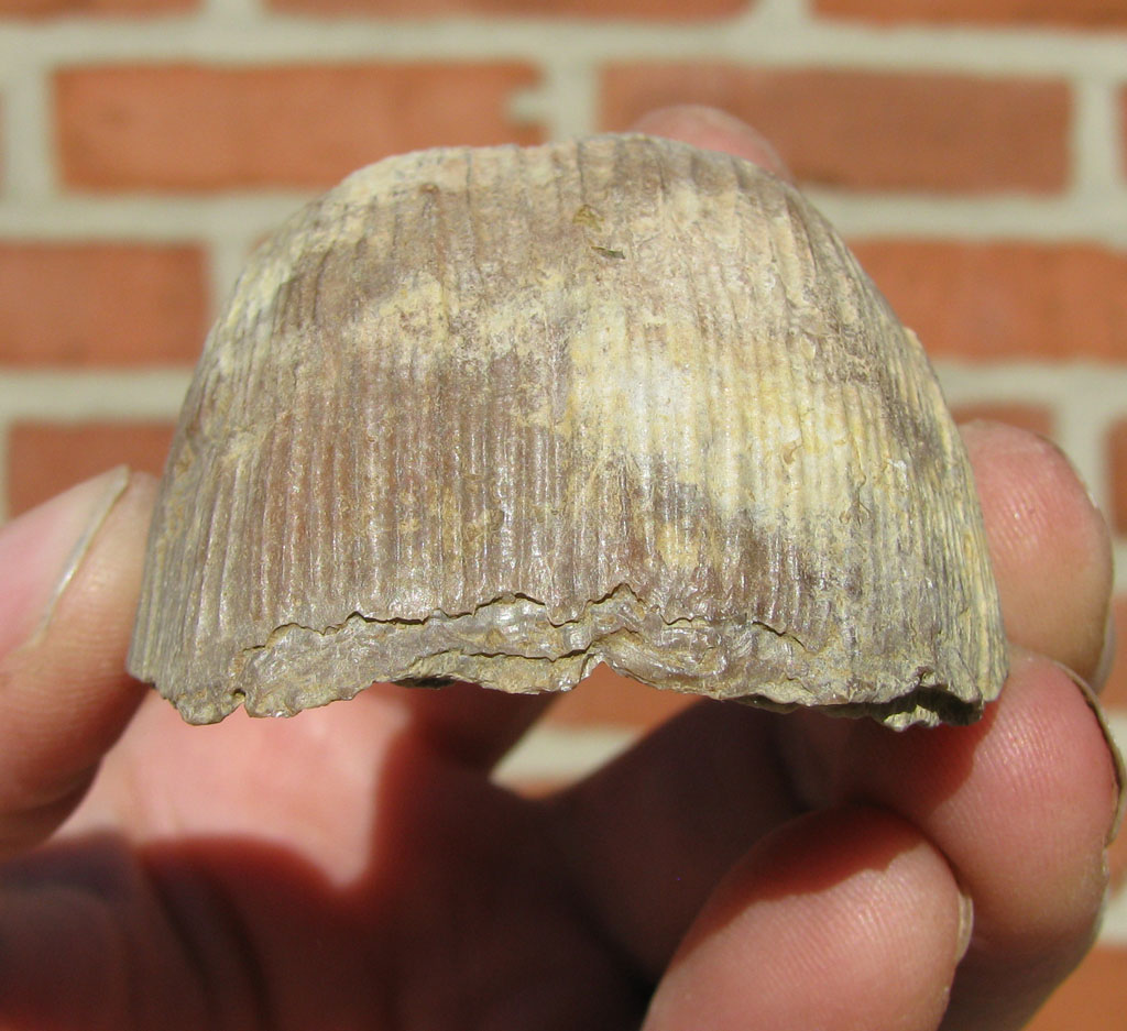 Views of the Mahantango: Linoproductus sp. brachiopod from Texas