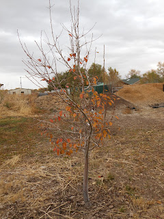Trees That Please Nursery: 30 Days of Fall Foliage, Saturday November 10th.