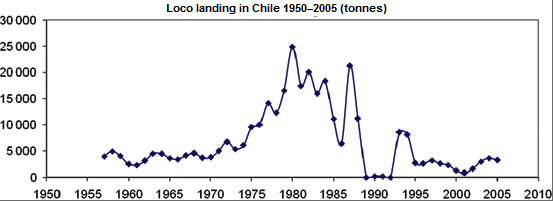 Eating Chilean: Loco over locos, Chilean “abalone”