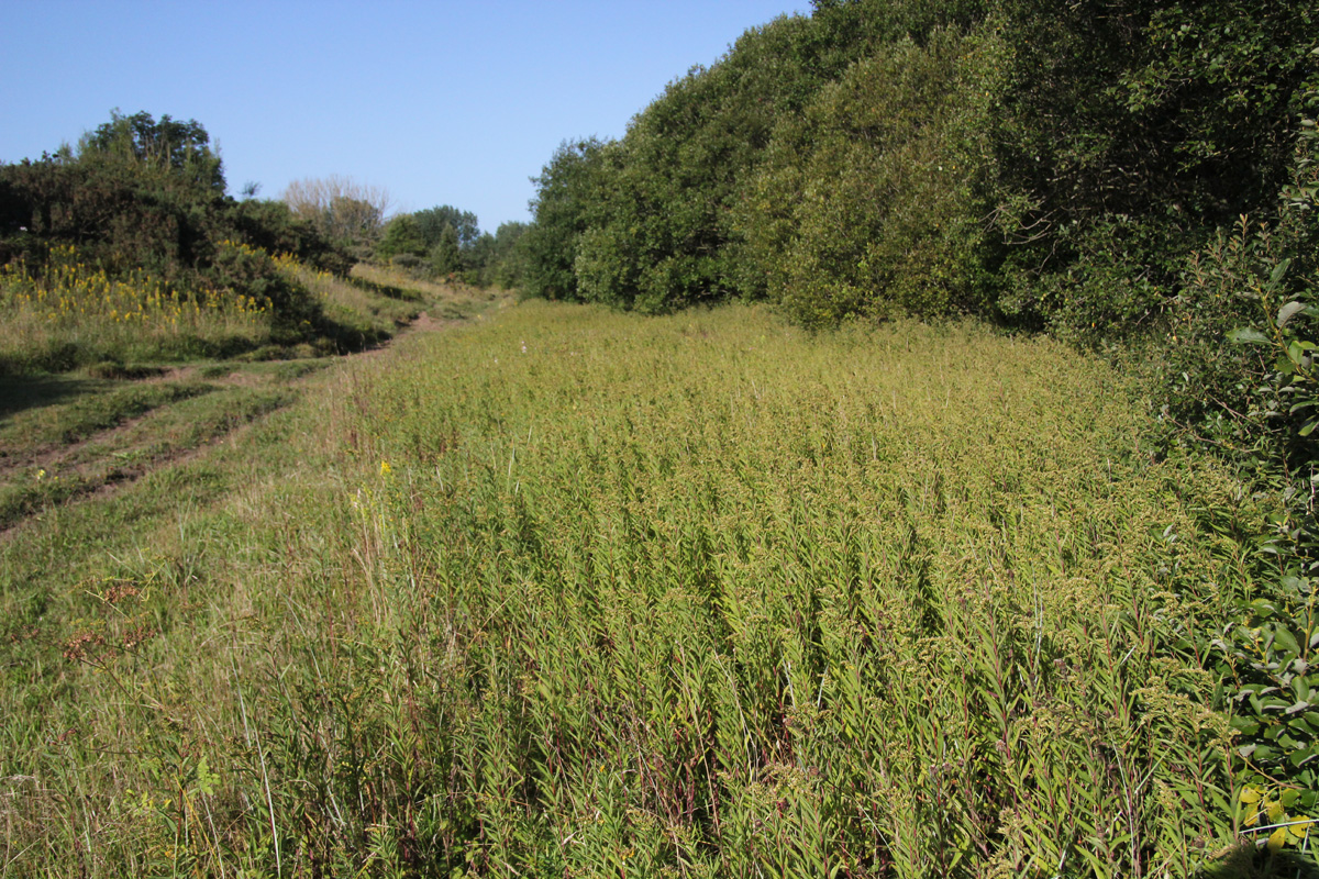 Gower Wildlife: Crymlyn Burrows; a biodiversity hotspot