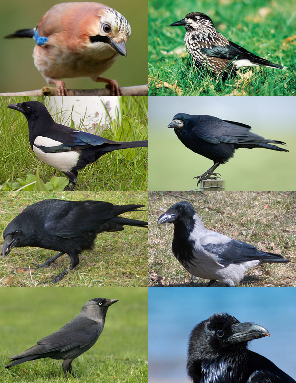 pe aripile gândului: 60 de lucruri despre ciori & corbi