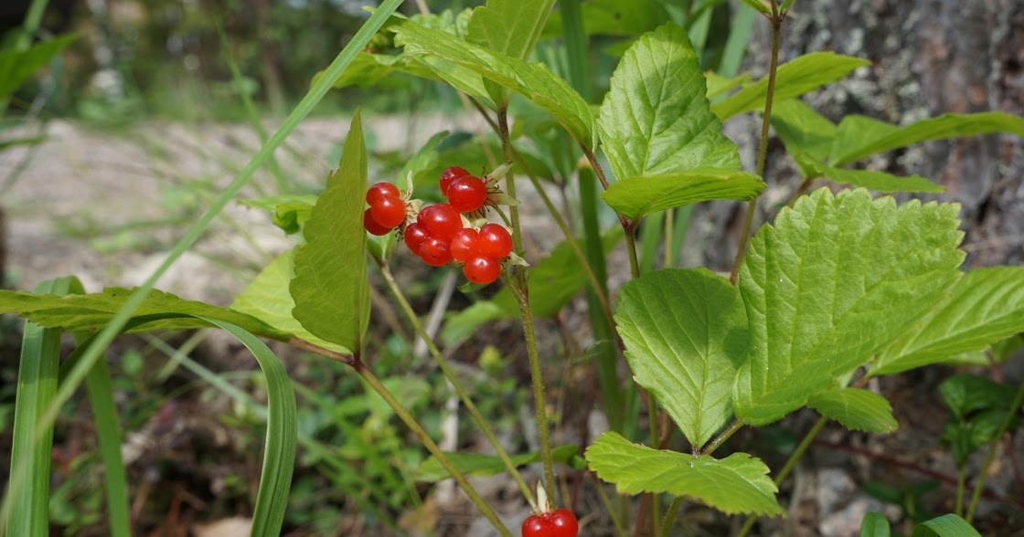 Pois työpöydältä: Lillukoita ja varsia