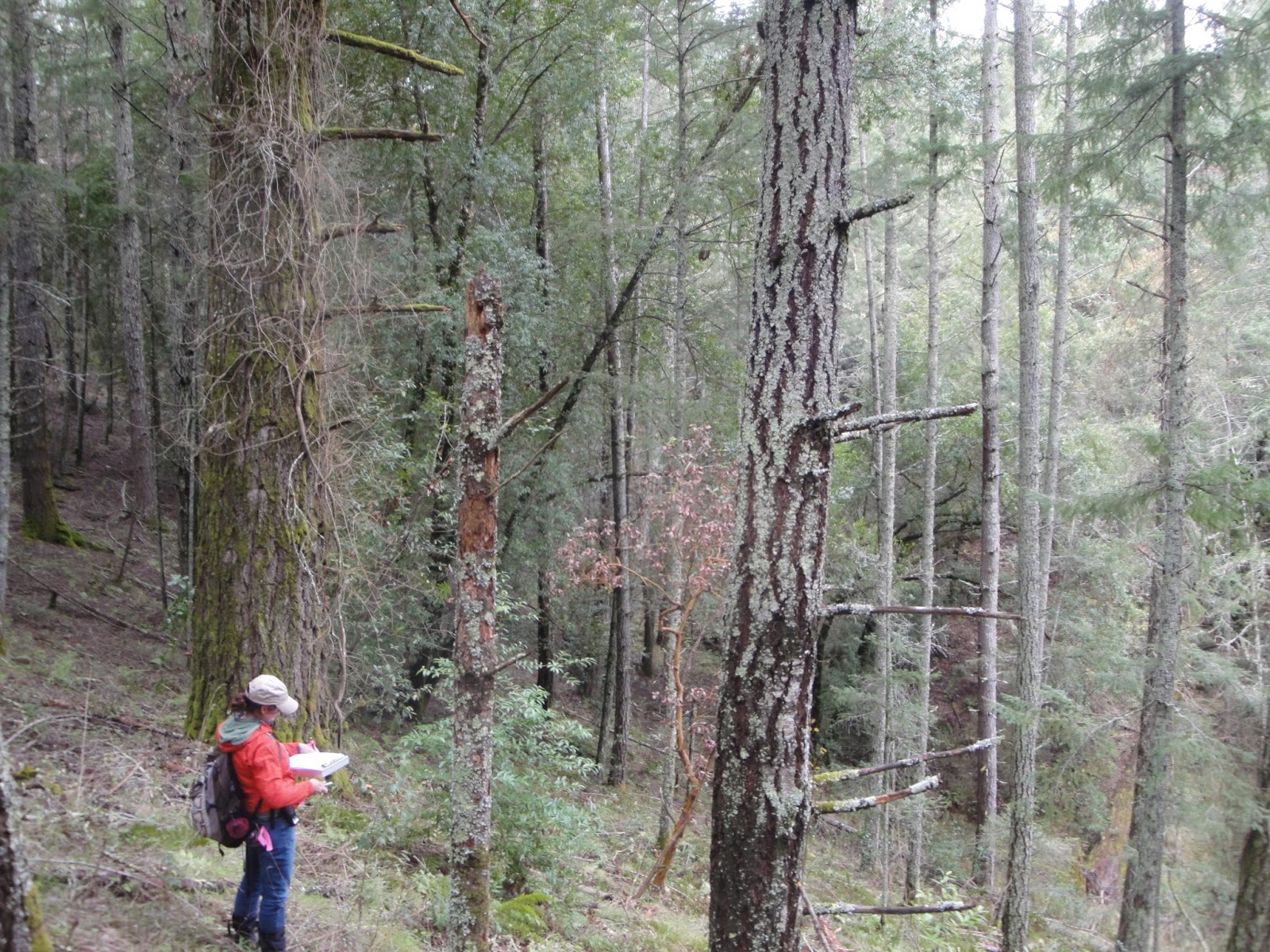 Pepperwood Field Notes: SCIENCE is the 2013 Word of the Year!?