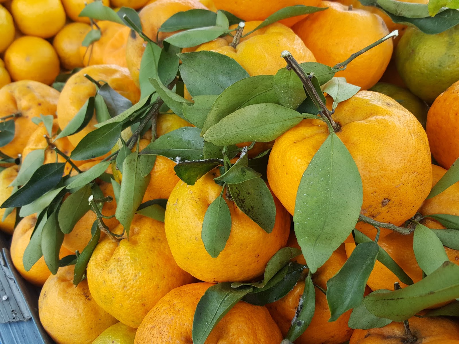 Conheça os benefícios da tangerina ponkã, o produto destaque da semana ...