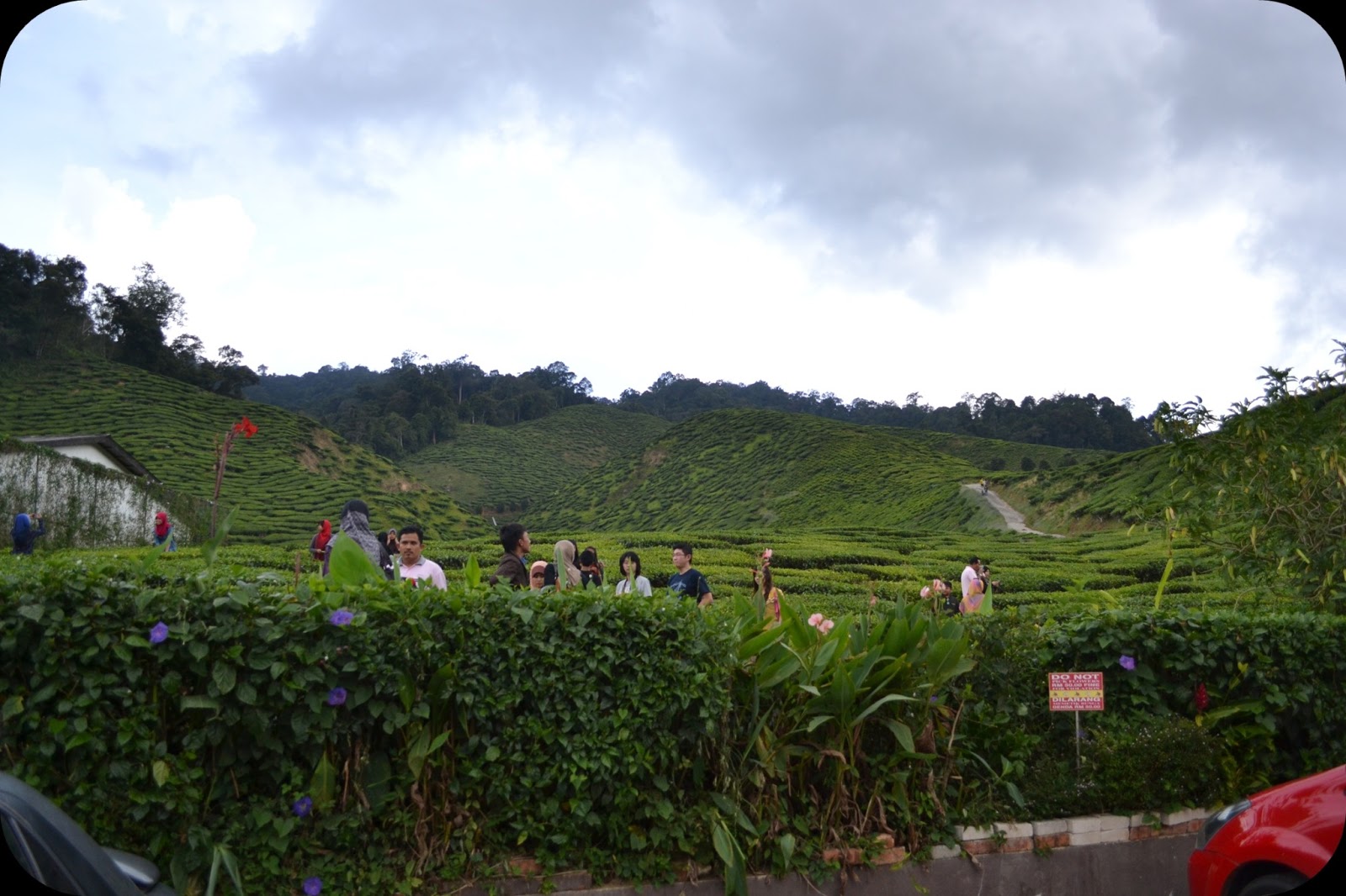 MY ALL: Cuti2 Cameron Highlands: Ladang Teh Boh Bharat