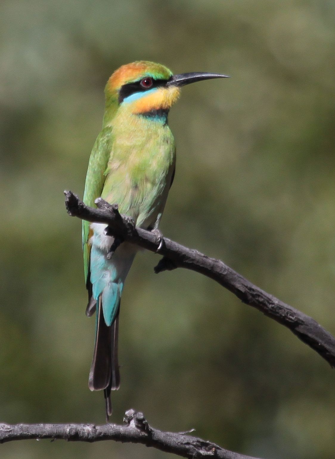 Richard Waring's Birds of Australia: Purple-crowned Fairy-wren, Crimson ...