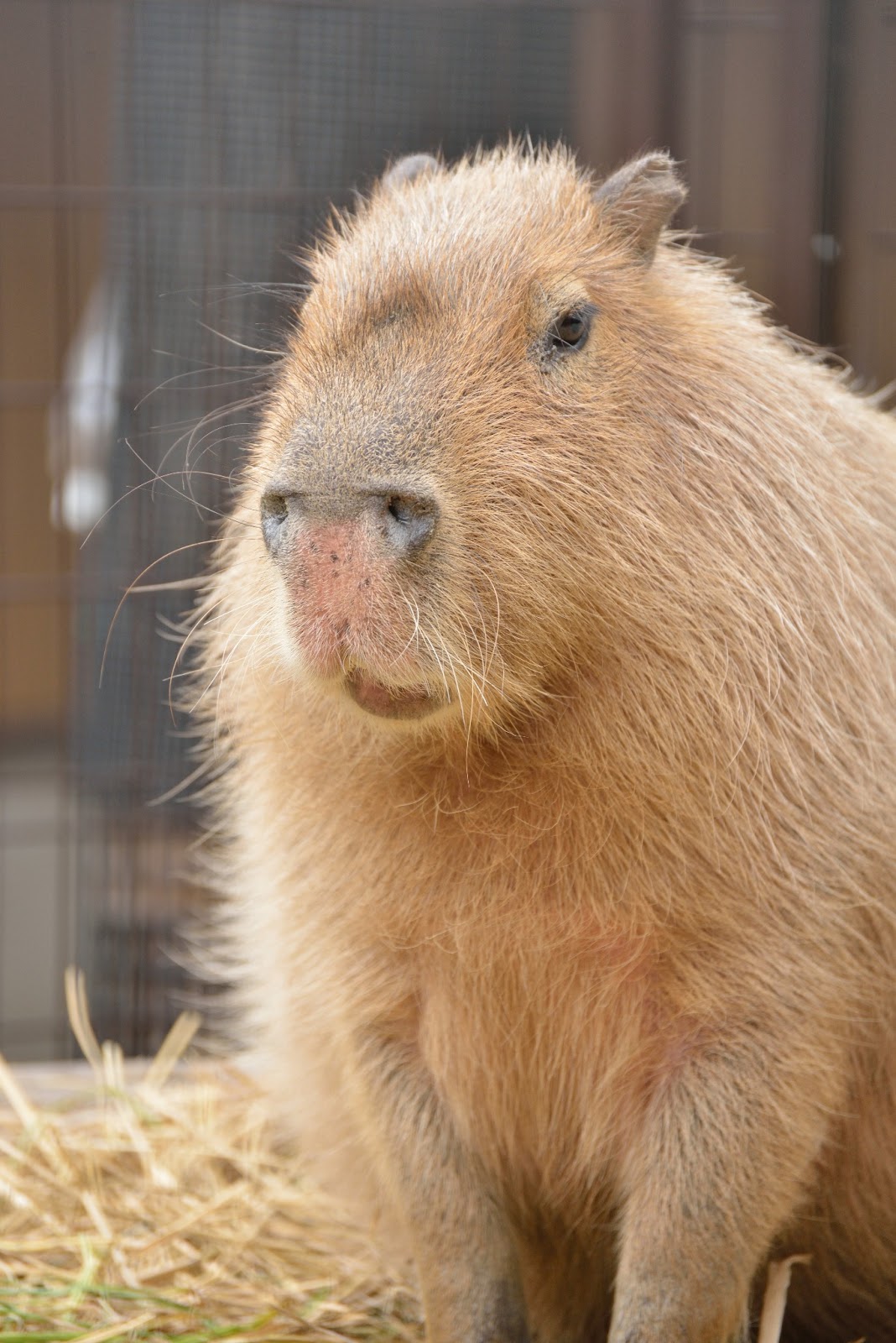 Bank of PhotoGraphics: Ueno Zoo XI: Capybara 3