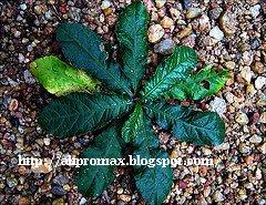 APHROMAX - The Latest, MostPowerful Men Sexual Health Supplement