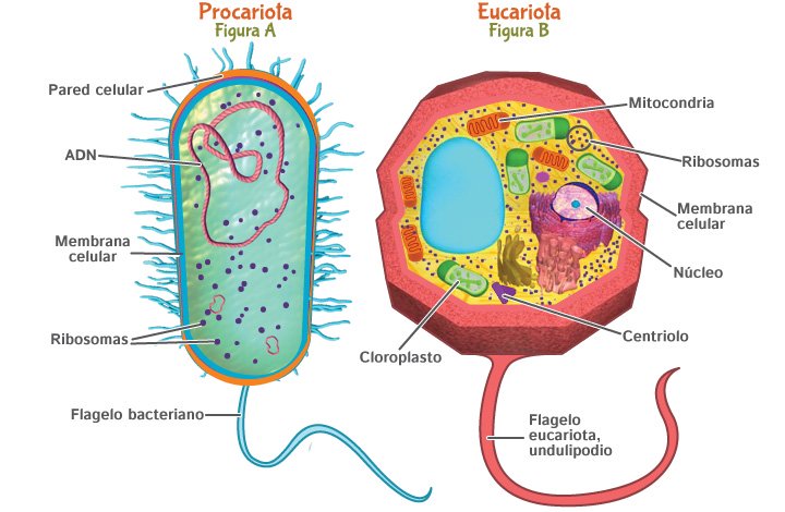 Biologia Cobach Nogales: ORGANISMOS PROCARIONTAS Y EUCARIONTAS