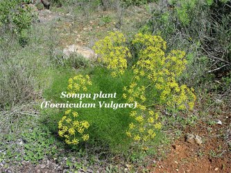 ఆహారము - ఆరోగ్యము , Food & Health (Telugu): సోంపు ఔషధోపయోగాలు,Fennel ...