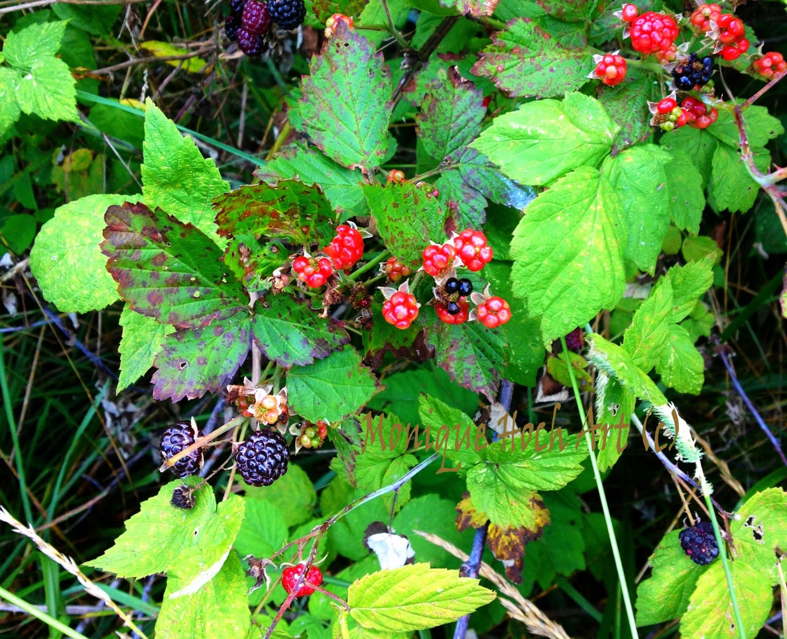 Monique Hoch's Art Blog: Wild Raspberries