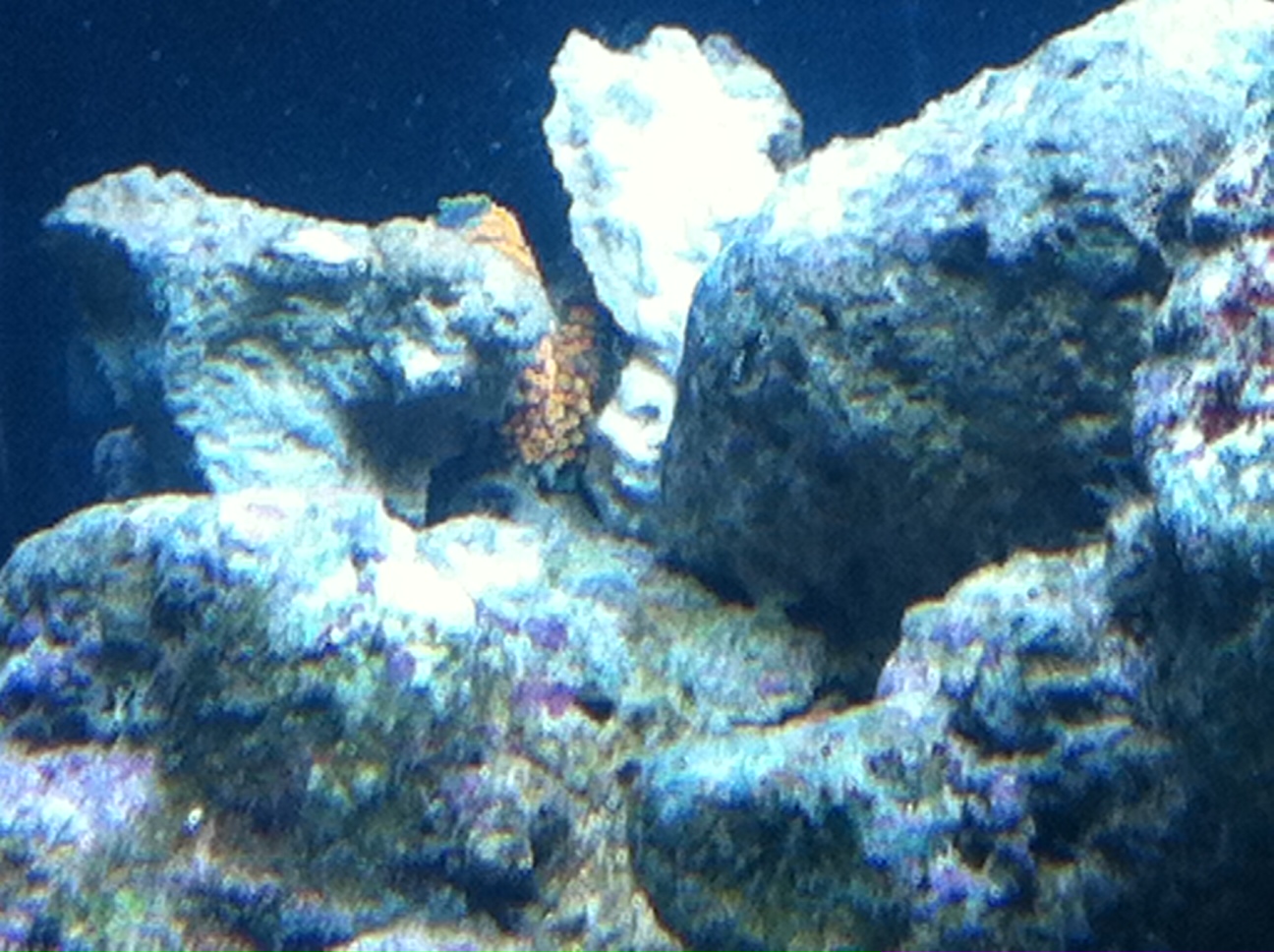 Primeros peces en el acuario de arrecife marino | El Blog de las Piscinas