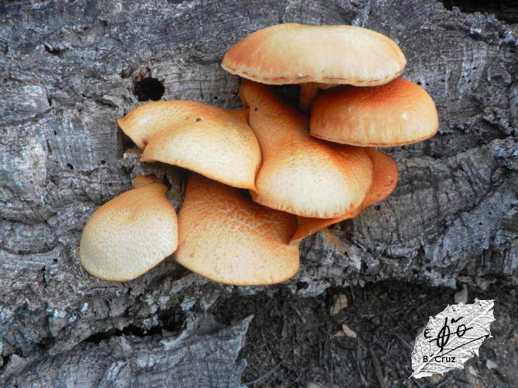 El blog de un caminante: Pholiota spectabilis