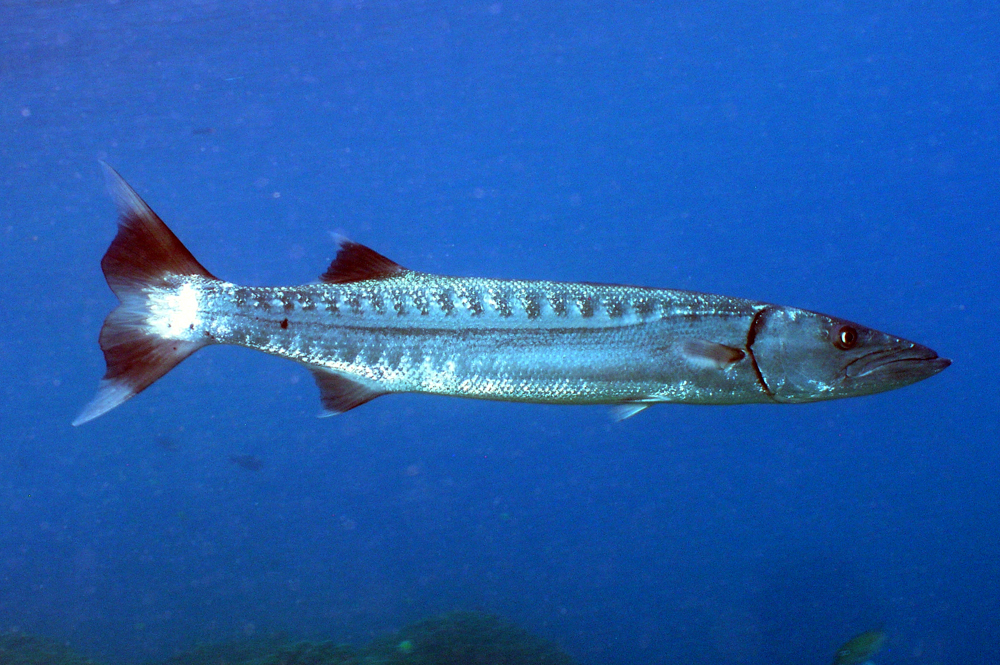 IKAN BARRACUDA ~ Everything About Fish