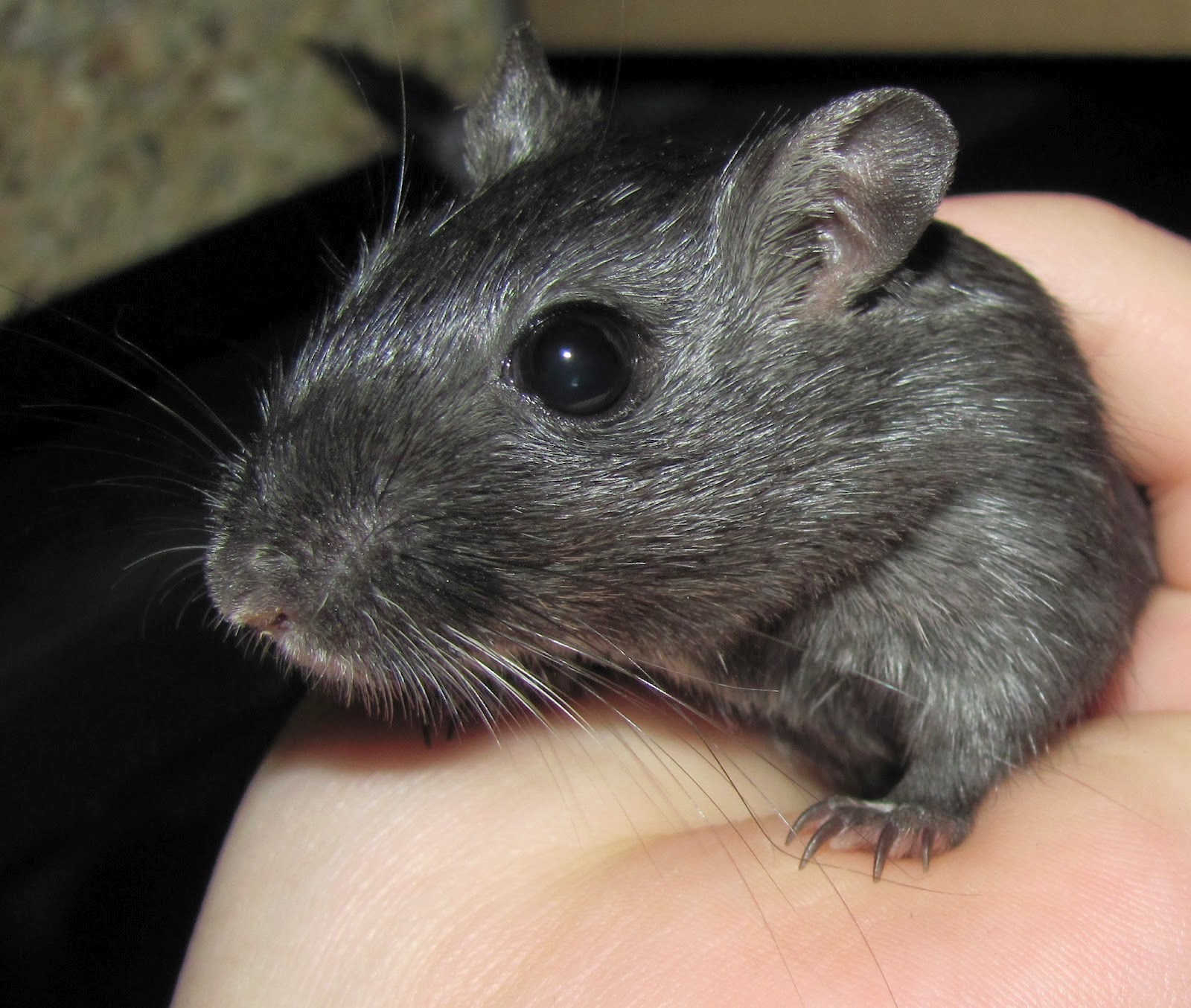 Welkom op de klasblog van het 5de leerjaar !: Twee nieuwe gerbils