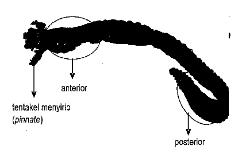 Synapta maculata : Spesies Teripang Jumbo