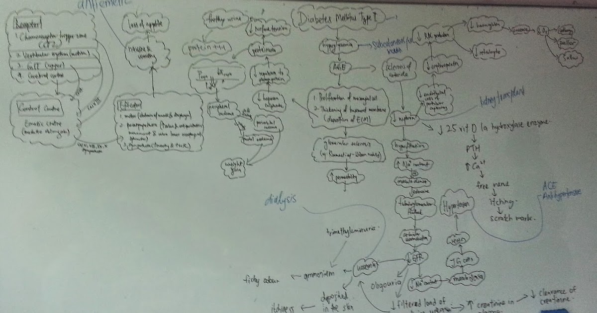 Medical Concept maps : Urinary System