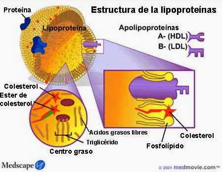 Mundo da Bioquímica (blog sobre bioquímica): Lipoproteínas ...