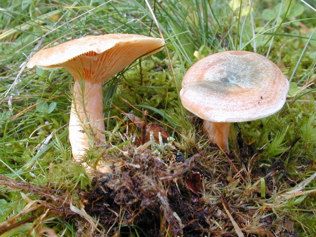 Nyhets Buzz: Høst = SoppTur - Her er 6 sikre sopper