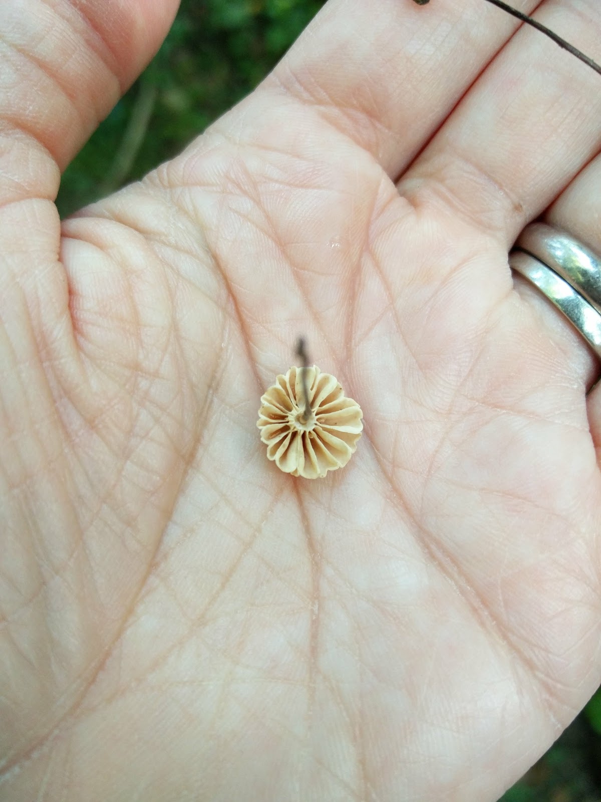 Misidentifying Fungi: Birchden Wood