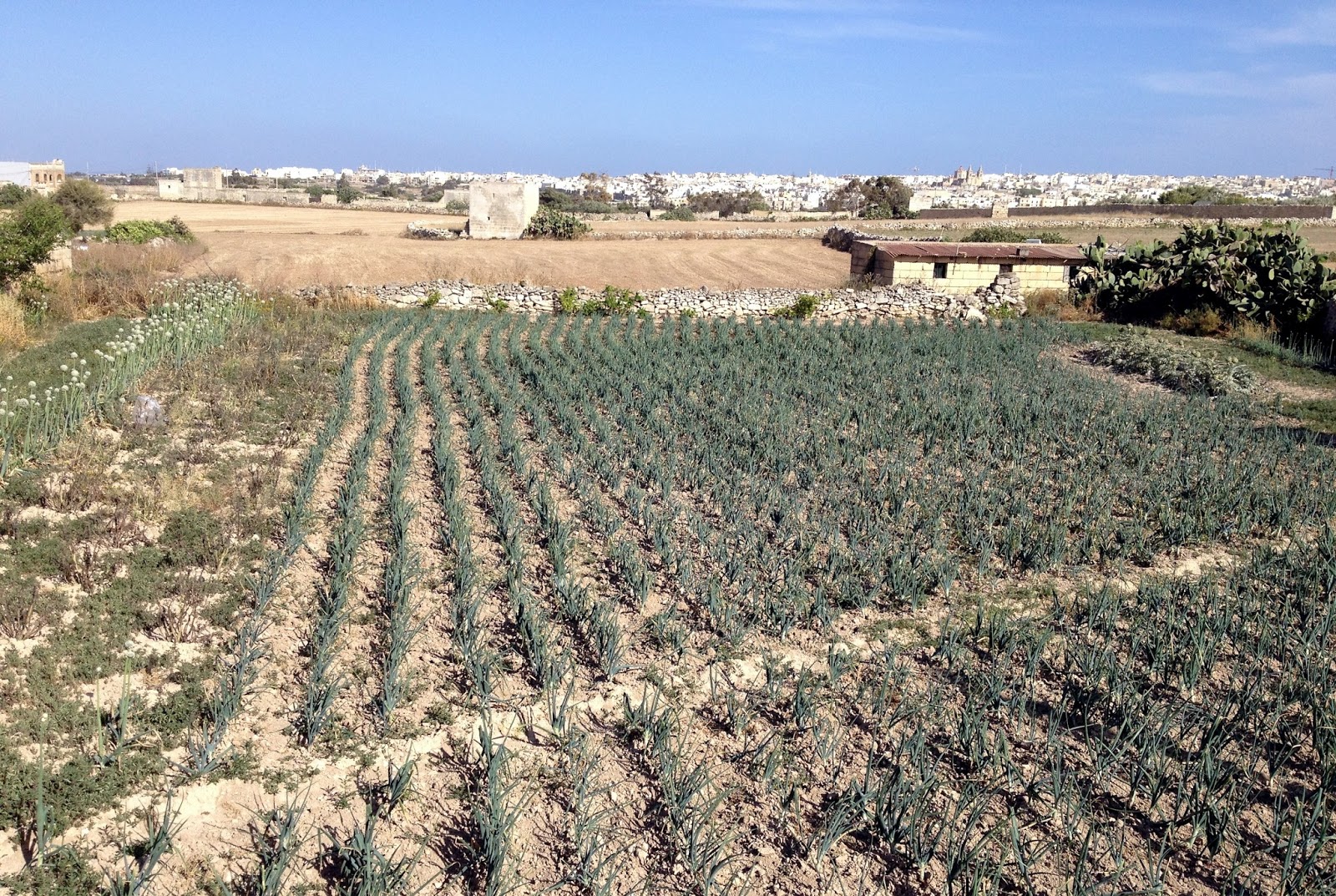 A Walk In The Country - Qrendi | Green Patches - Mediterranean Gardening
