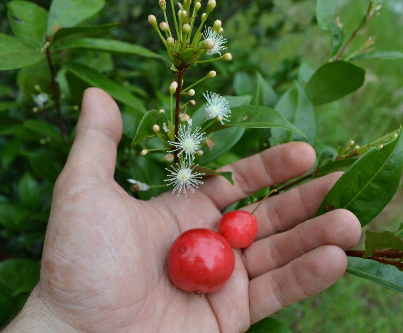 Eugenia patrisii - Ubaia, Ubaia-rubi-da-amazônia