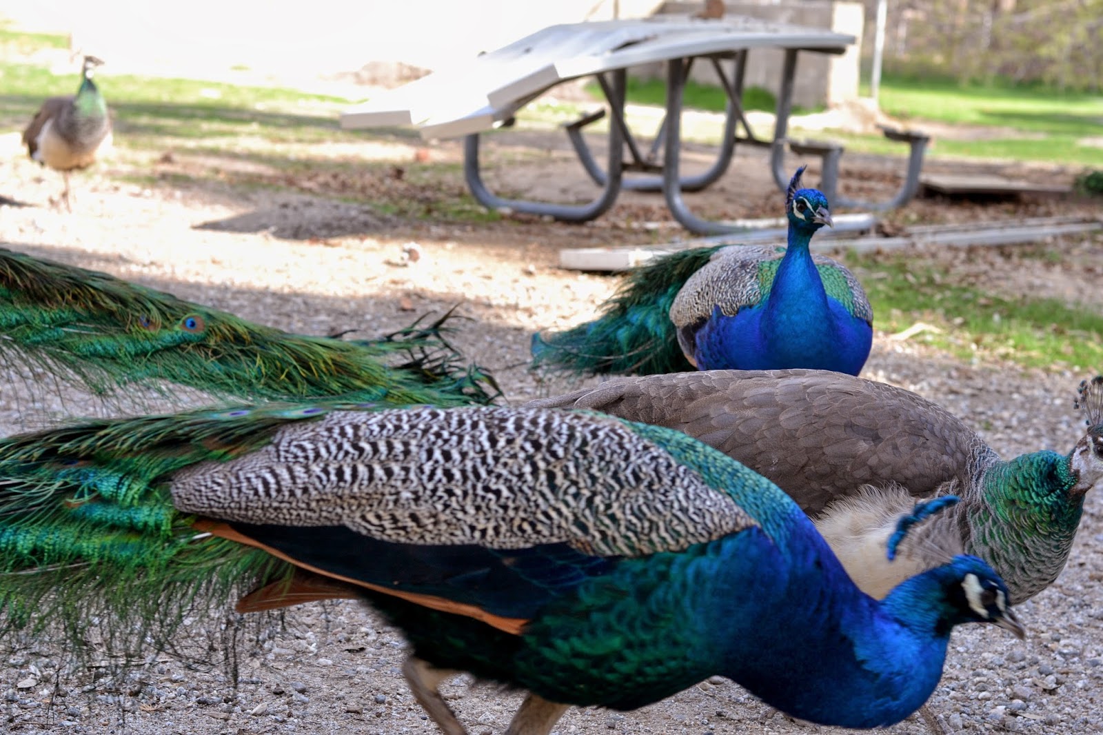 Do Tell, Anabel: It's a Peacock Party at Hart Park in Bakersfield, CA