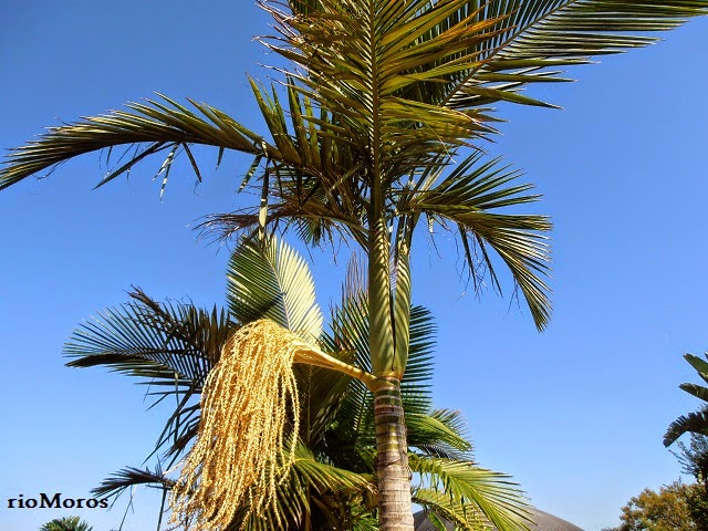 PALMERA REAL AUSTRALIANA: Archontophoenix alexandrae | Plantas rioMoros