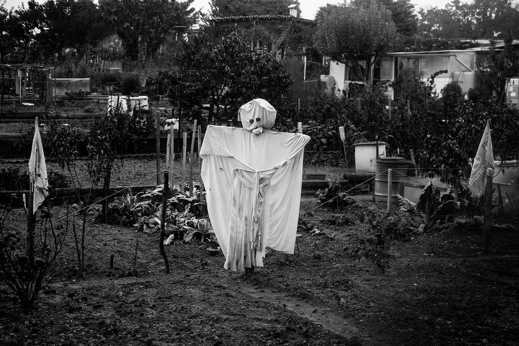 PUMPKINROT.COM: The Blog: Garden Ghost