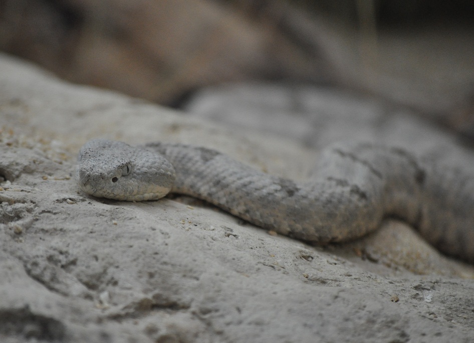 ZOOTOGRAFIANDO (6.096 ANIMALS): CASCABEL DE BAJA CALIFORNIA (Crotalus enyo)
