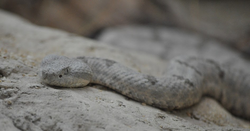 ZOOTOGRAFIANDO (6.096 ANIMALS): CASCABEL DE BAJA CALIFORNIA (Crotalus enyo)