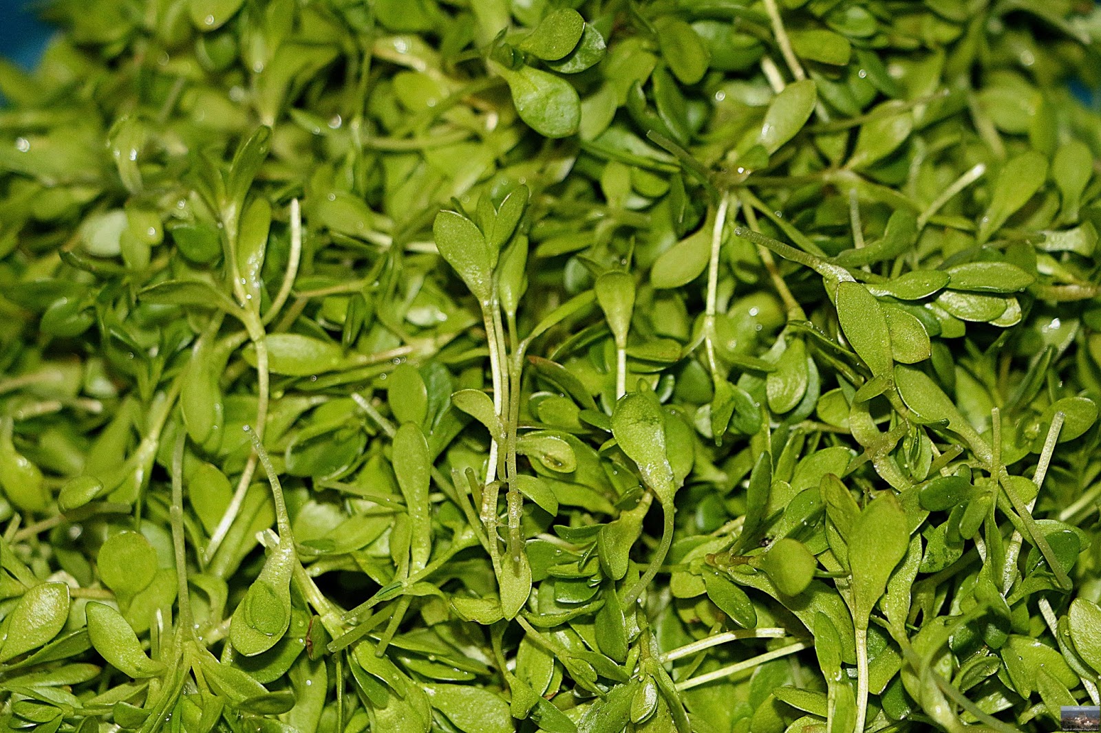 BOGAJO Salamanca: La maruja planta y ensalada típica en esta época en ...