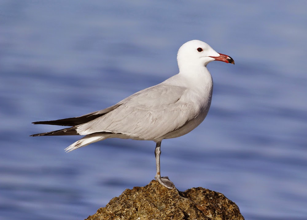 Another Bird Blog: Birding Menorca Style