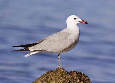 Another Bird Blog: Birding Menorca Style