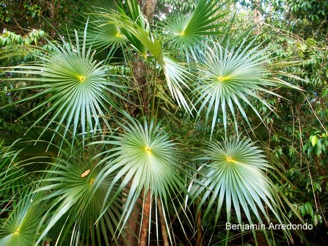 El Bable: La palma chit reclama atención pues está en peligro de extinción.